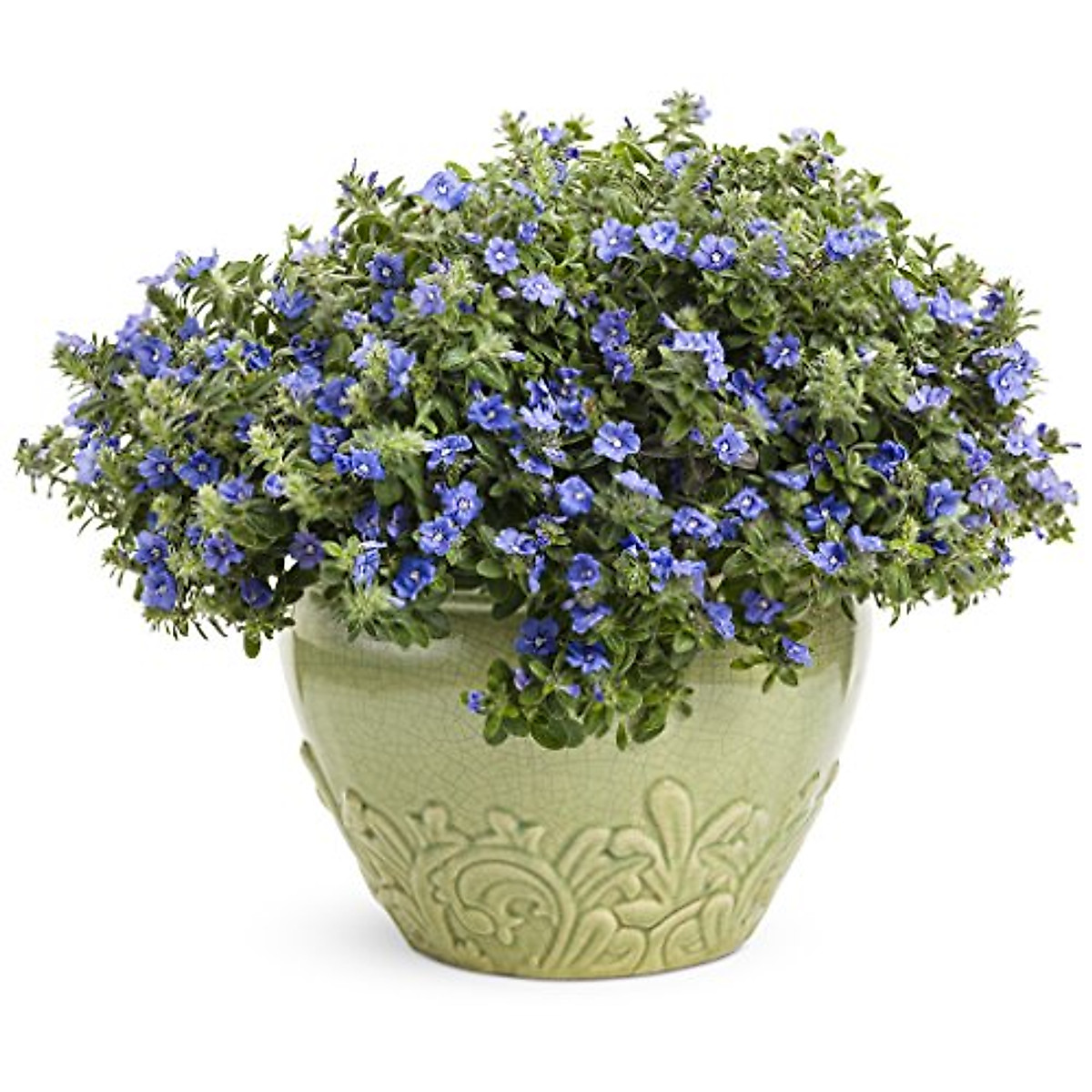 4.25 in. Eco+Grande, Blue My Mind® Dwarf Morning Glory (Evolvulus) Live Plant, Blue Flowers