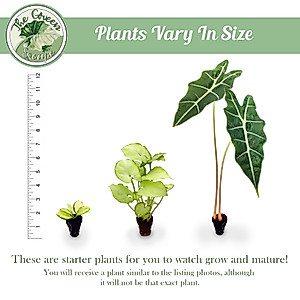 Monstera Thai Constellation Starter Plant