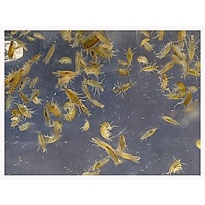 Critters Direct Live Freshwater Scuds (gammarus, sp) Qty-100