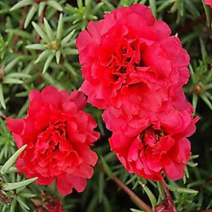 QAUZUY GARDEN Mixed Moss Rose Seeds 1000 Seeds ‘Portulaca Grandiflora’ Flowers for Bonsai Garden Balcony Heat Drought Tolerant Fast-Growing Ground Cover Low-Maintenance