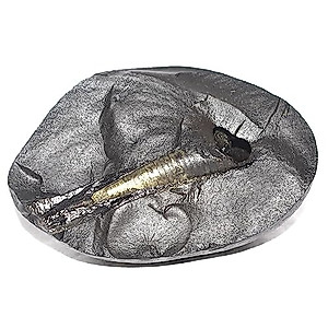 Matsya Shaligram - Gandaki River Nepal, Fossil, Fossil