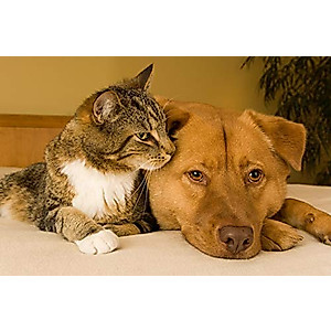 Hip Treats cat - Pets Joint Support with Turmeric and MSM - Dogs and Cats - Premium Complex - tumeric Curcumin Supplement for Cats - 3 Bottles (180 Tablets)