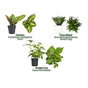 Essential Houseplant Collection (4PK) Live Plants Indoor Plants Live Houseplants in Plant Pots, Easy House Plants Indoors Live, Snake Plant, Pothos in Potting Soil, Clean Air Plants by Plants for Pets