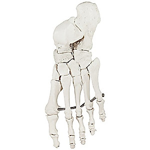 Axis Scientific Skeletal Foot | Left | Fully Articulated Flexible Foot Skeleton is Secured with Quality Wire to Demonstrate Movement | Includes Product Manual