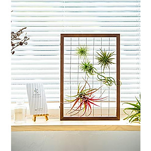 Mkono Air Plant Frame Hanging Airplant Holder Tillandsia Display Hanger Wooden Shelf Wall Decor for House Plants, Succulent, Christma Gifts for Plant Lovers, 16" (Plant Not Included)