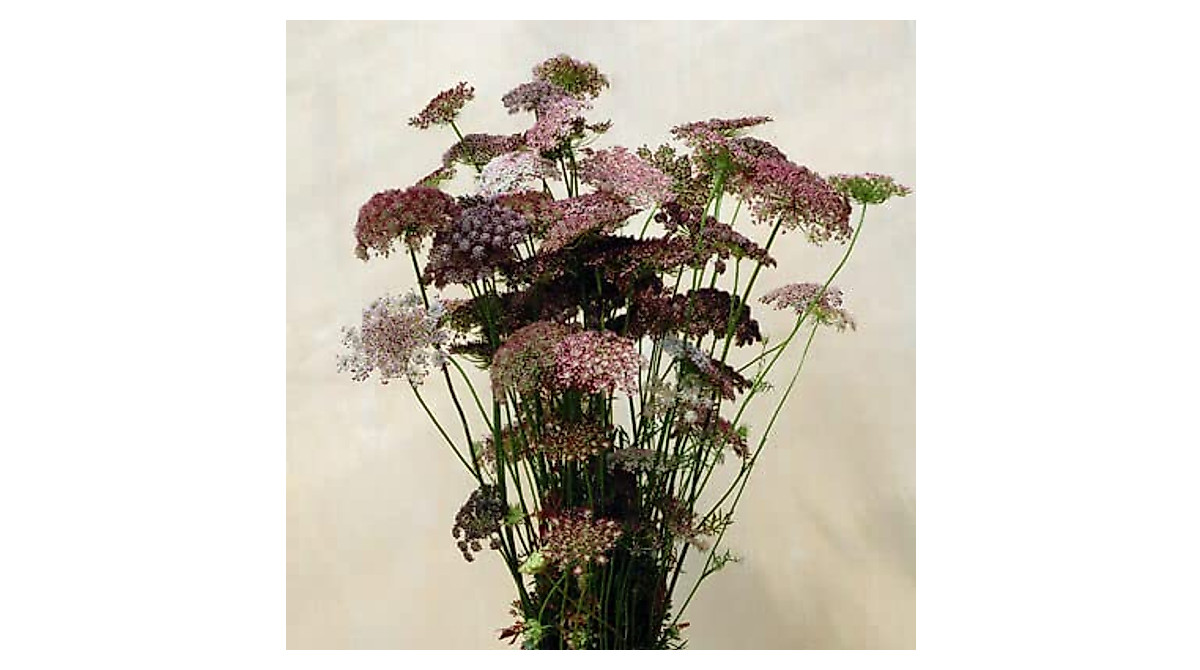 Buy Ammi Dara Flower Seeds - Colorful Queen Anne's Lace
