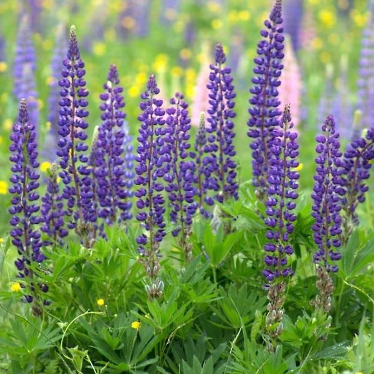 Wild Perennial Lupine Seeds - 1 Ounce - Purple Flower Seeds, Heirloom Seed Attracts Bees, Attracts Butterflies, Attracts Hummingbirds, Attracts Pollinators, Easy to Grow & Maintain, Fragrant