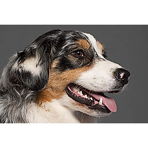 PET SUPPLEMENTS Healthy Teeth for Dog - Dog Teeth Health Formula - Advanced Support Complex - Overall Health - Dog Teeth Vitamin - 2 Bottles (120 Tablets)