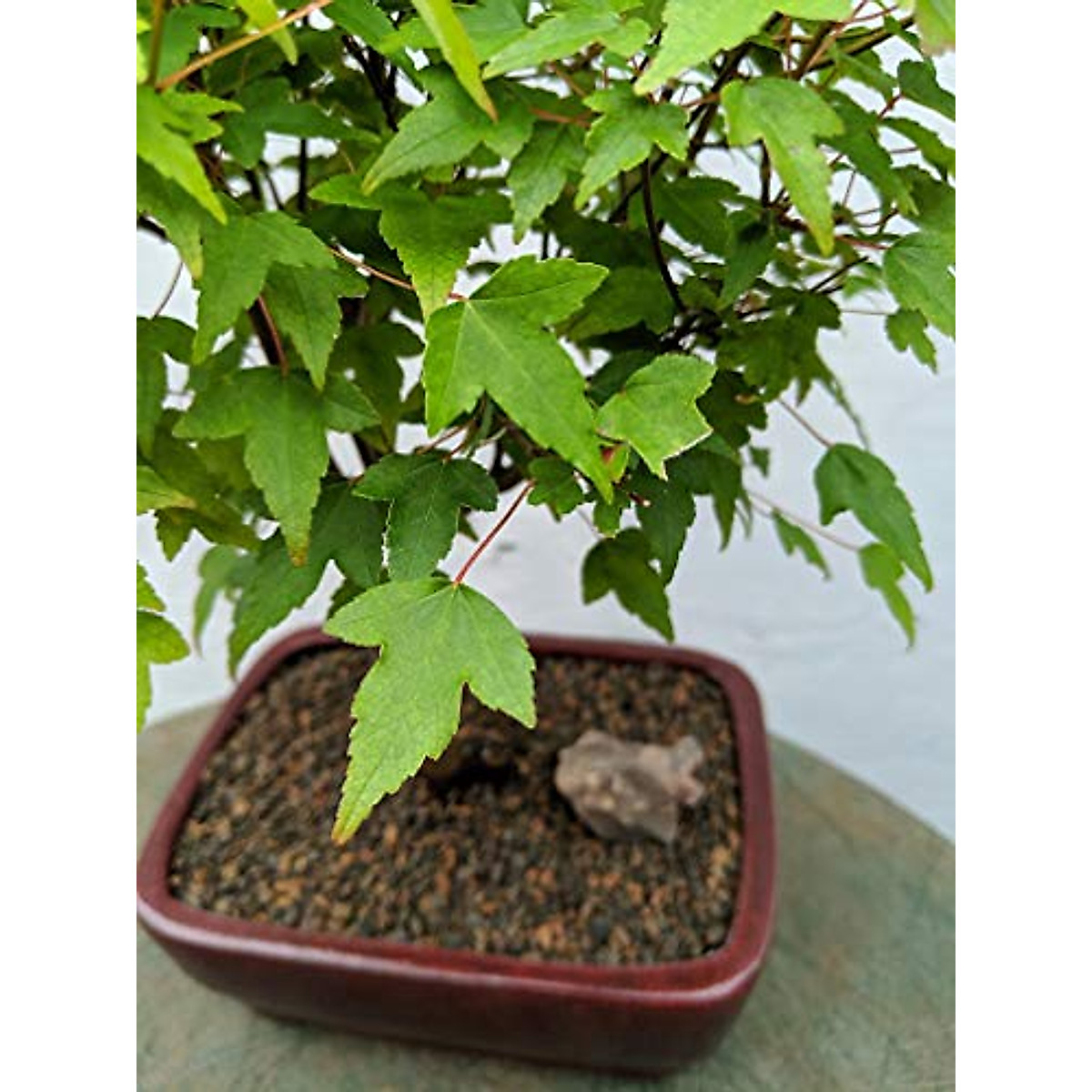 Dwarf Trident Maple Outdoor Bonsai Tree