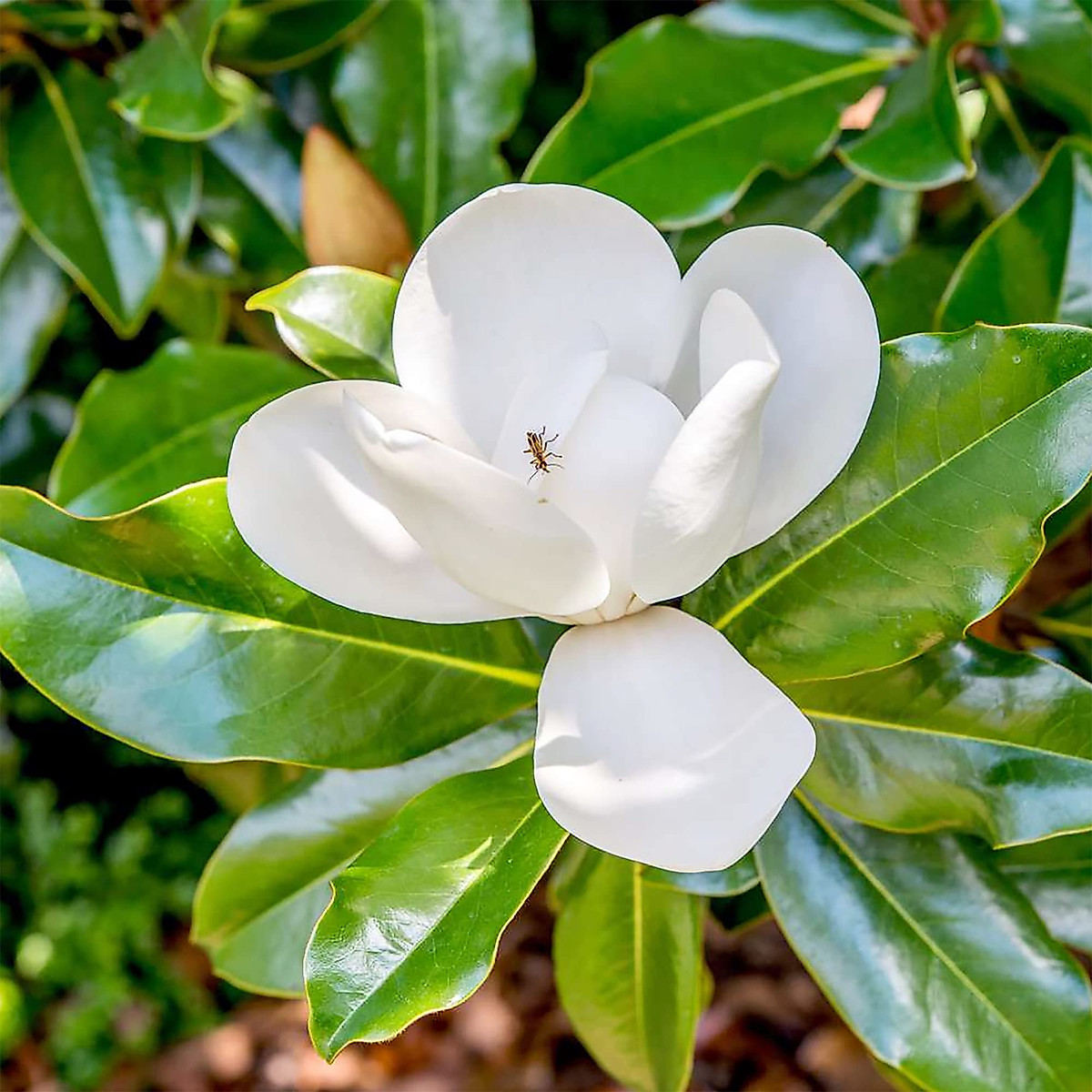 QAUZUY GARDEN 10 Premium Southern Magnolia Grandiflora (Big Laurel) Bull Bay Seeds for Planting | Fragrant Perennial Evergreen Tree Attract Pollinators Striking Accent Privacy Screen