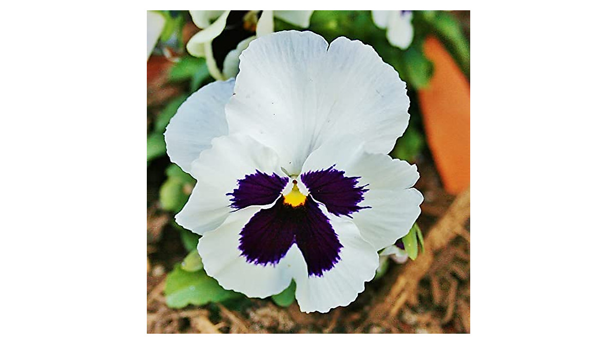 Pansy Seeds Viola Wittrockiana - Vibrant Color & Deer Resistant