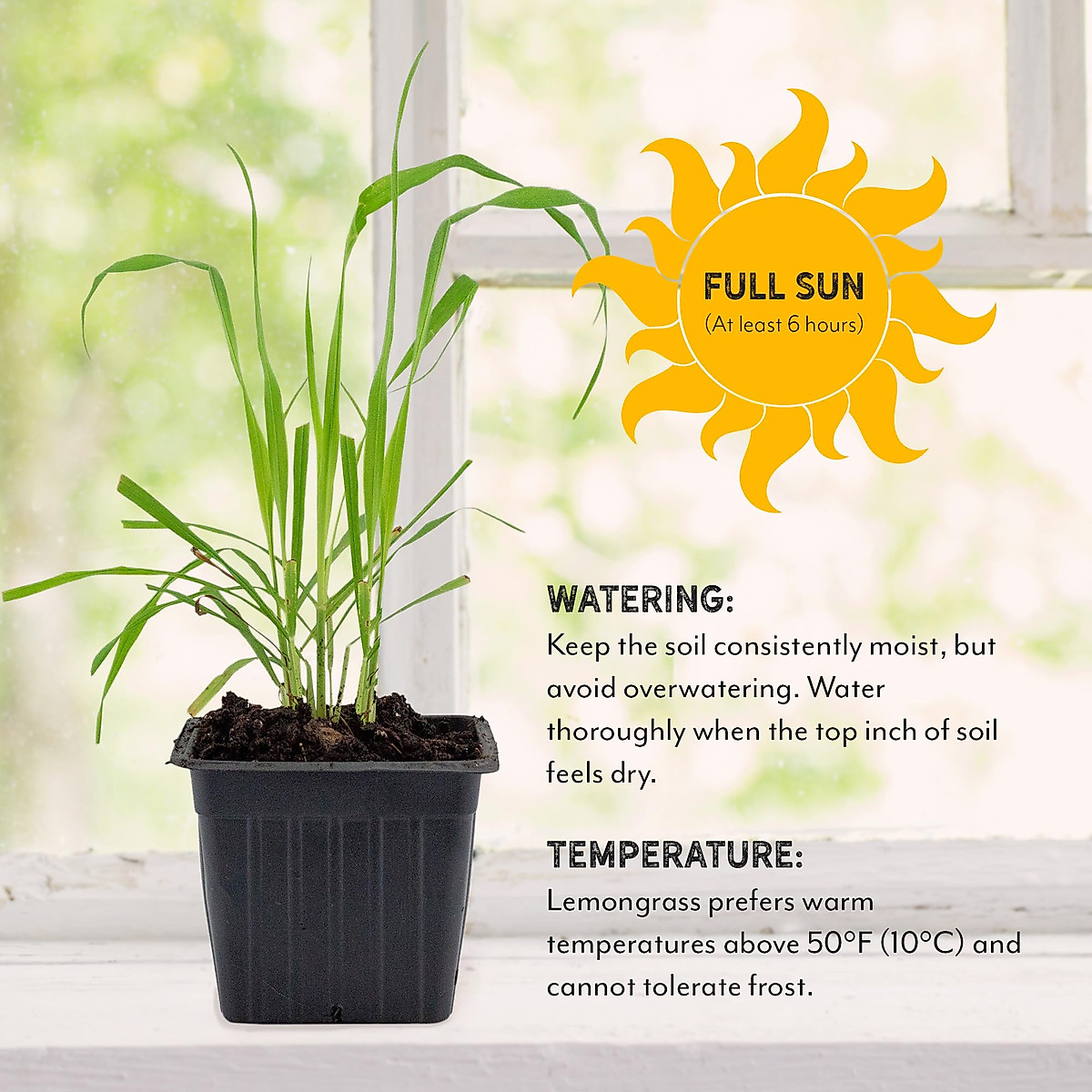 Live Lemongrass Plants (2-Pack); Each 4-8 Inches, in Nursery Pots, Culinary and Aromatherapy Herb Indoor/Outdoor Container Plants