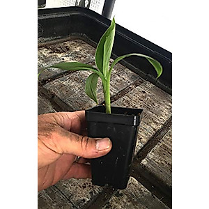 Grand Nain Chiquita Banana Tree - Live Dwarf Banana Plant