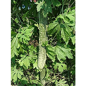 Bitter Gourd Seeds,Japanese Long (Asian vegetable) Harvested young at 10-13" !(25 Seeds)
