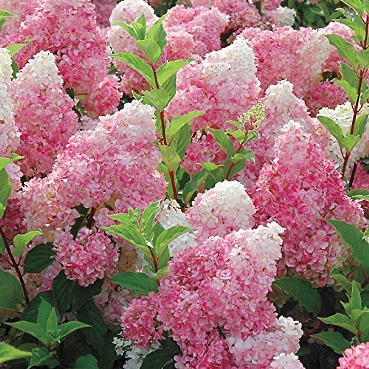 50 Vanilla Strawberry hydrangea Flower Seeds for planting in pot or ground easy to grow flower seeds as bonsai or tree
