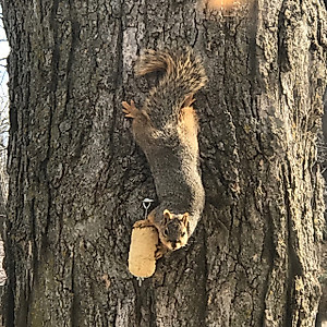 C&S Nut'n Sweet Corn Squirrelog, Single Pack Refill