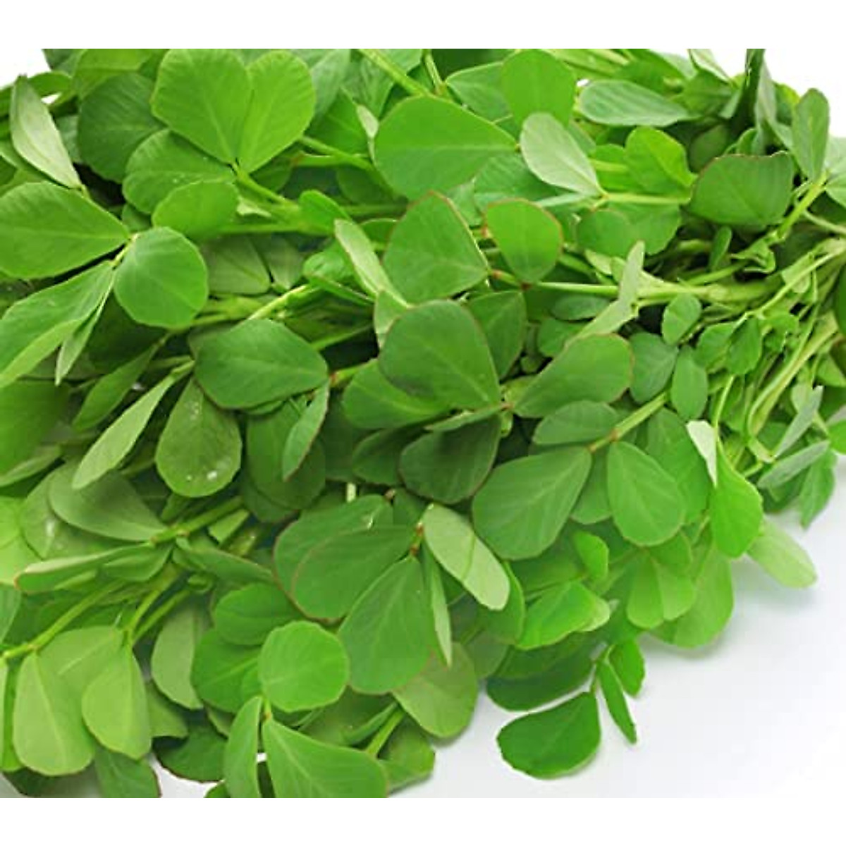 100 Fenugreek Seeds | Non-GMO | Heirloom | Fresh Garden Seeds