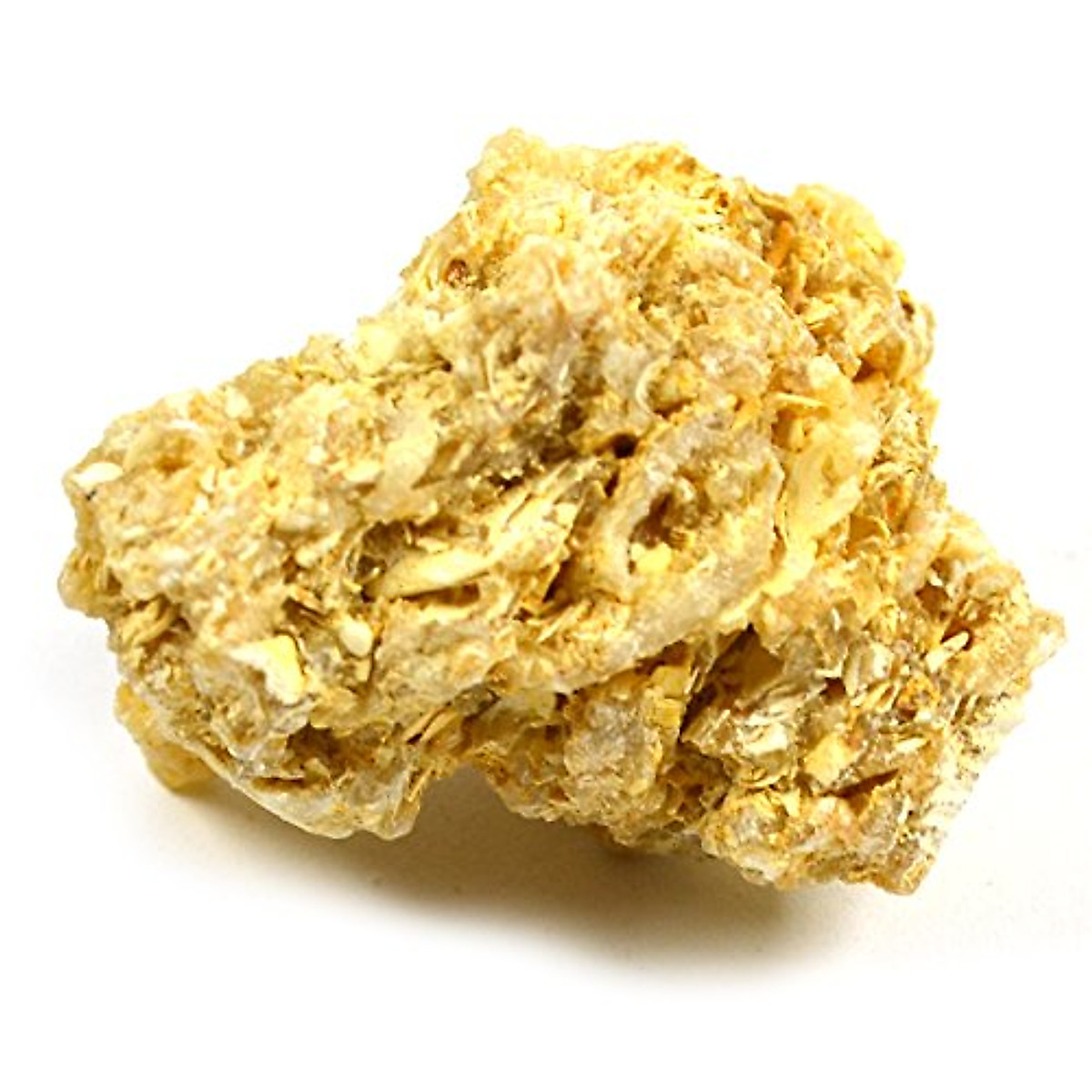 Coquina Specimen (Sedimentary Rock), Approx. 1" (3cm)