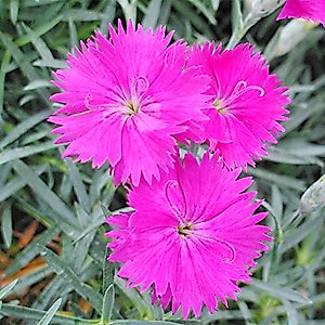 QAUZUY GARDEN 100 Seeds Pink Dianthus Cheddar Pinks Carnation Sweet William Seeds Perennial Flower Heirloom Ground Cover Easy to Grow