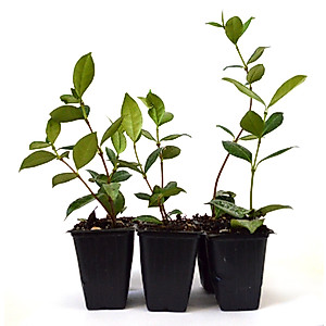9GreenBox - Confederate Jasmine - 6 Pack