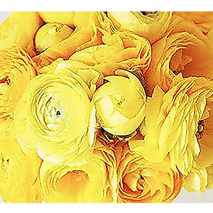 Mixed Peony Ranunculus -12 Largest Size Corms Bulbs