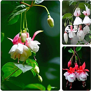 200PCS Fuchsia Seeds Fuchsia Flower Seeds for Planting Non GMO Heirloom Garden Seeds Outdoor Indoor (Mix Color)