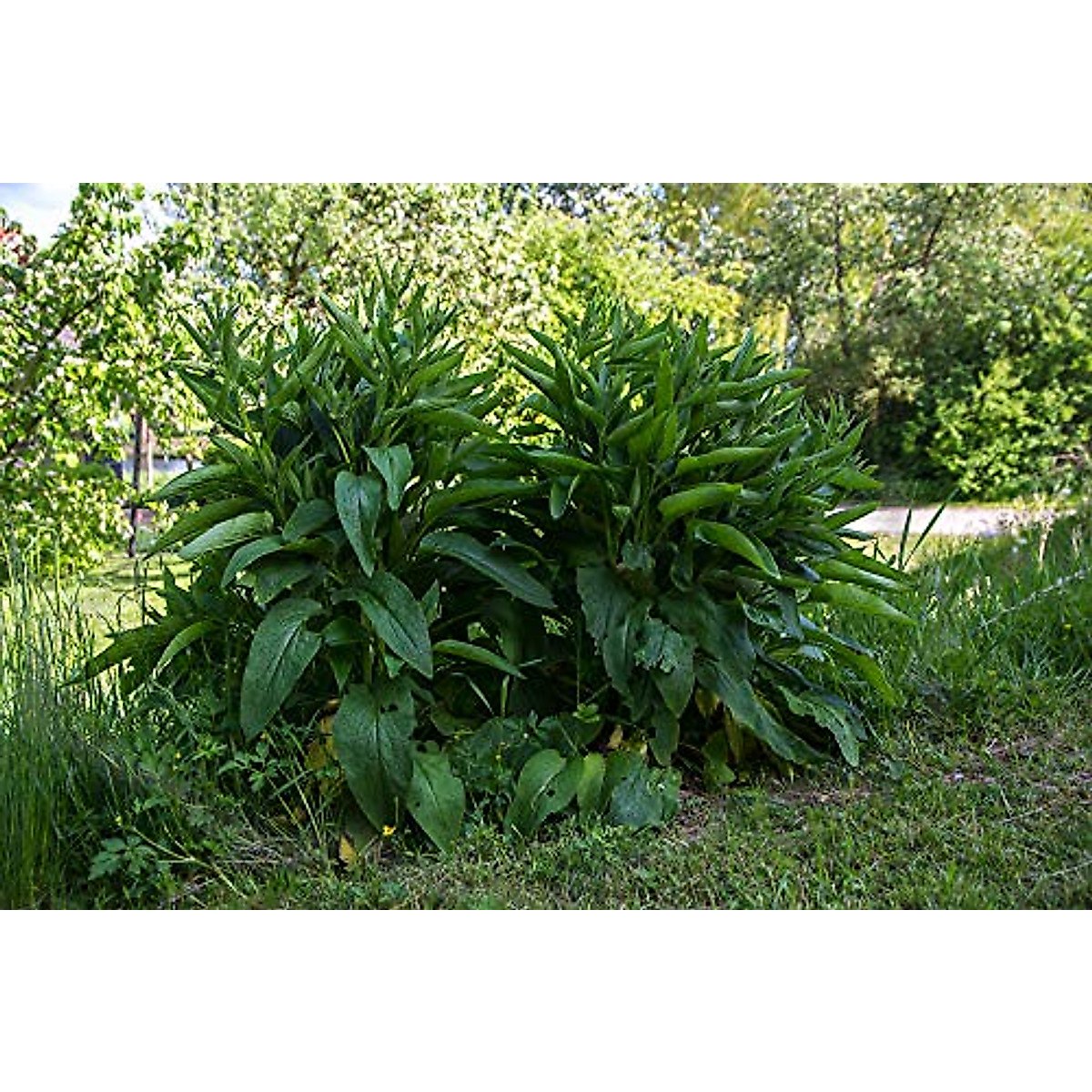 Earthcare Seeds True Comfrey 50 Seeds (Symphytum officinale) Non GMO, Heirloom