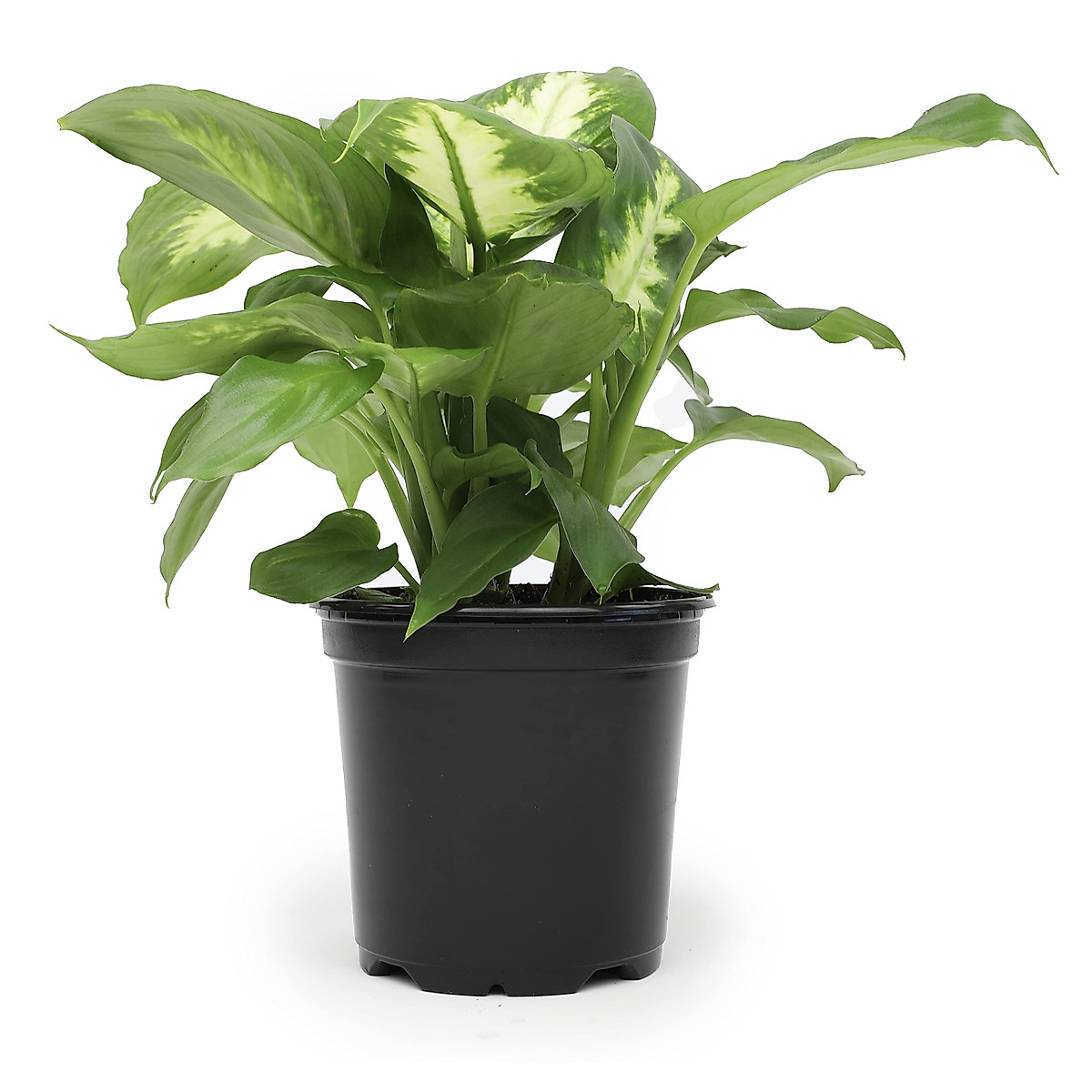 Dieffenbachia Live Plant, Dumbcane Live House Plants Indoors Live Indoor Plants, Mother in Law Tongue Plant Live Plants Indoor Plants Live Houseplants, Indoor Plant House Plant Live by Plants for Pets