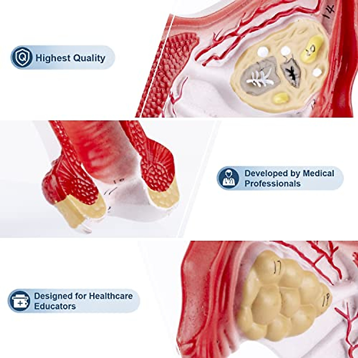 Winyousk Life-Size Uterus and Ovary Model, Anatomical Model of Female Reproductive Organs, Showing Uterus, Ovaries, Vagina, School Teaching Demonstration, Medical Research Model