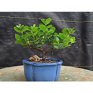 Natal Plum Bonsai Tree