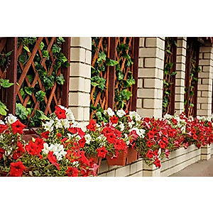 Petunia Seeds80000+Pcs 'Colour-Themed Collection'(Rainbow Colors) Perennial Flower Mix Seeds,Flowers All Summer Long,Hanging Flower Seeds Ideal for Pot