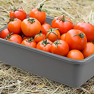 Cand Grey Commercial Bus Tubs, 13 L Plastic Bus Box/Wash Basin, 4 Packs