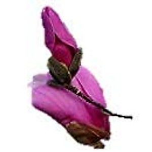 9GreenBox Ann Star Magnolia Tree - Outdoors or Bonsai