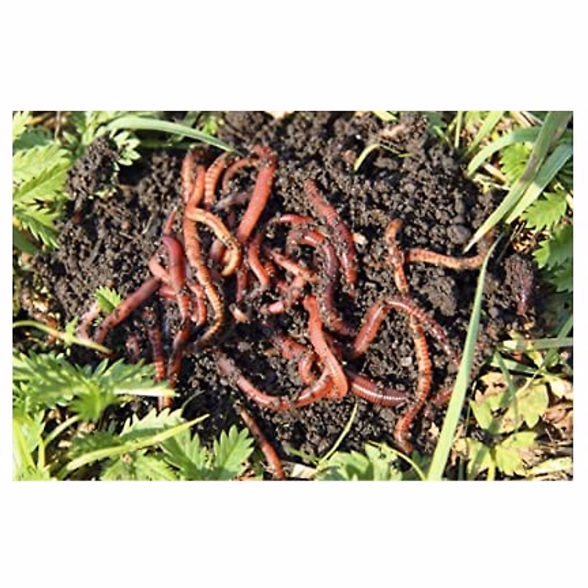 HomeGrownWorms.com - 100+ Live Red Wiggler Worms, from Certified Organic Farm + Free Care Sheet! 100% Compostable Packaging! Sustainably Raised - Fast Live Delivery! Eisenia Fetida