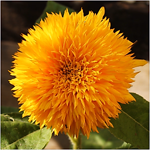 Seed Needs, Crazy Sunflower Seed Packet Variety Collection (6 Individual Varieties for Planting) Red Sun, Velvet Queen, Lemon Queen & More