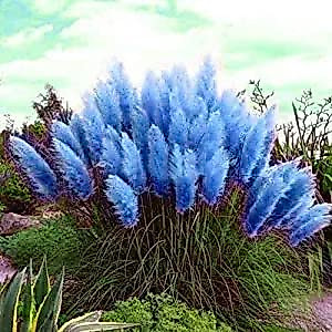 100+ Pcs Mix Pampas Grass Seeds Heirloom Ornamental Grass Seeds Rare Plants Decor Garden