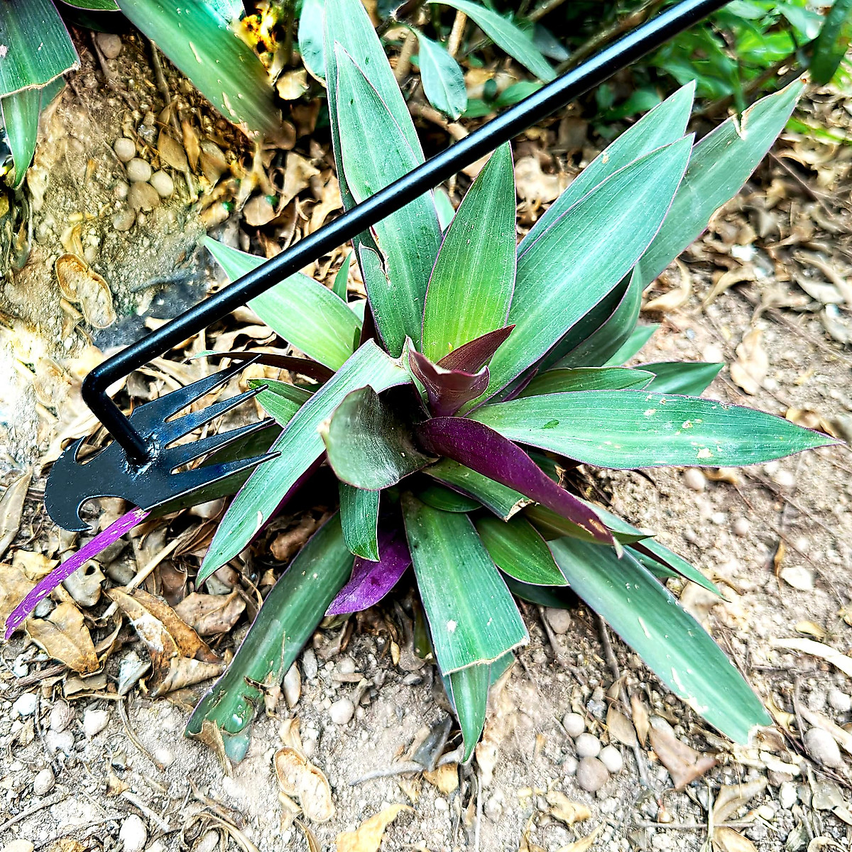 XFJTECH Weed Puller Tool 2024 Upgrade Artifact Uprooting Weeding Tool Length of 19.7in Stainless Steel Multifunctional 4 Teeths Manual Weeders for Garden, Yard, and Farm (1Pc)