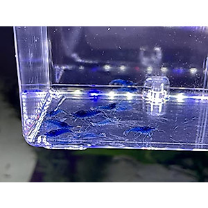 Blue Dream Shrimps Live Freshwater Shrimp Aquarium Neocaridina Inverts RCS (10 Shrimps (+2))
