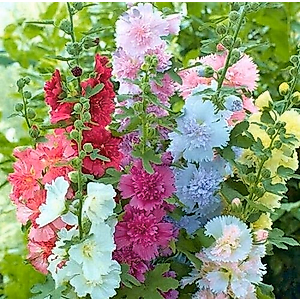 Summer Carnival Hollyhocks Seeds Alcea Rosea Rose Holly Garden Flower 50+