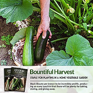 Survival Garden Seeds - Black Beauty Zucchini Seed for Planting - Pack with Instructions to Plant and Grow Dark Green Zucchini in Your Home Vegetable Garden - Non-GMO Heirloom Variety - 1 Pack