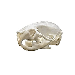 Real Mouse Skull A Quality