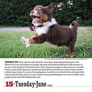 365 Dogs Page-A-Day Calendar 2021
