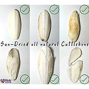 Birds LOVE Natural Cuttlebone – Premium Calcium & Trace Mineral Supplement for Avian Species, Tortoises, and Snails – Pure Cuttlebone for Parakeets, Cockatiels and All Birds | 4-Pack - Size 3.5 to 4"