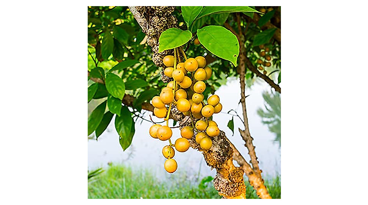 Grow Burmese Grape Seeds: Non-GMO, Edible Tropical Fruit Tree