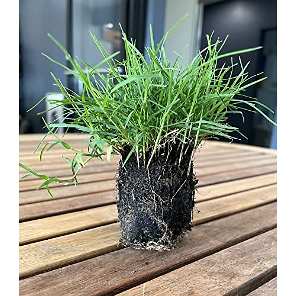 Bermuda Grass Plug Tray | EZ Plug 50 Grass Plugs Per Tray
