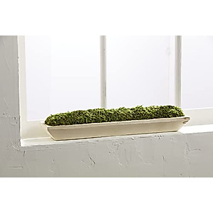 Mud Pie Preserved Moss Paulownia Tray, Natural, 5 3/4" x 25 3/4"