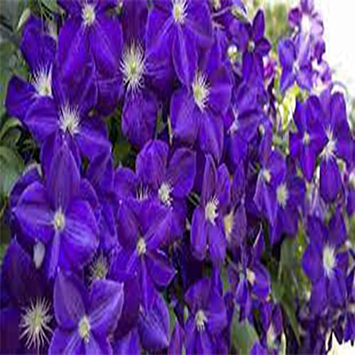 50 Dark Purple Clematis Seeds Bloom Vine Climbing Perennial Flowers Garden Flower, Easy to Grow & Low-Maintenance-QAUZUY GARDEN