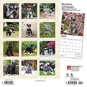 Miniature Schnauzers | 2024 12 x 24 Inch Monthly Square Wall Calendar | BrownTrout | Animals Small Dog Breeds
