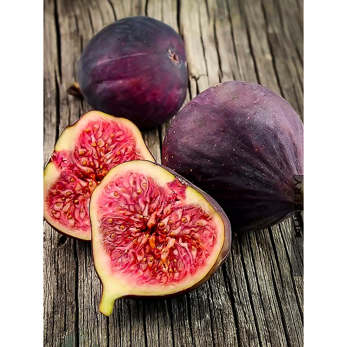 02 Celeste Sugar Fig Tree Live Plant from 18 to 20 Inc Tall Planting Ornaments Perennial Garden Simple to Grow Pots