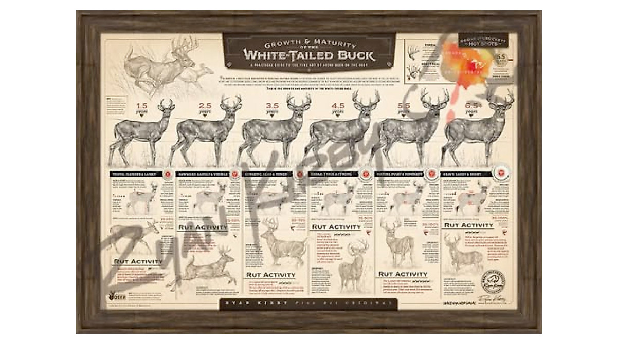Growth & Maturity of the White-tailed Buck Print